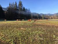 Flying M Ranch (YAMHILL, OR) - Resort Reviews - ResortsandLodges.com